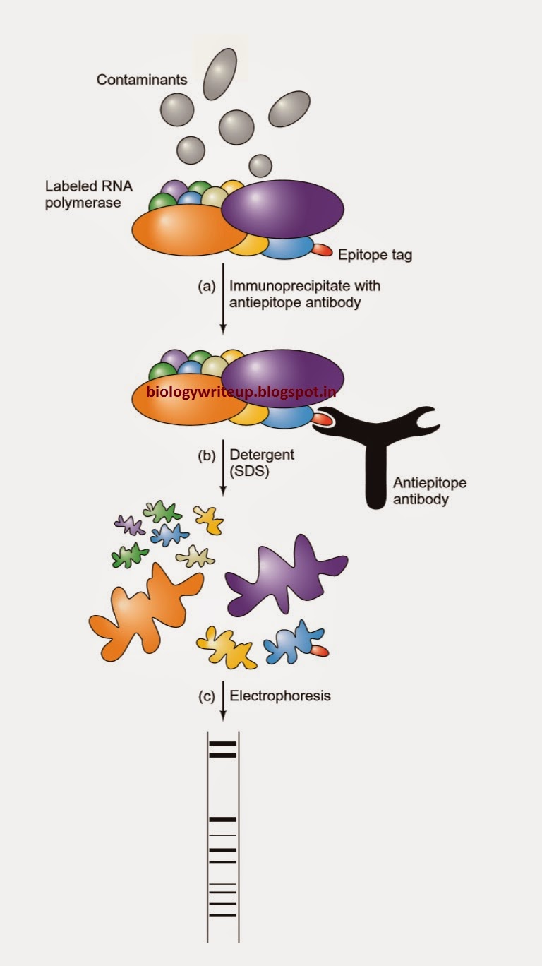 BIOLOGY WRITE-UP - BIOLOGY ARTICLES: EPITOPE TAGGING METHOD FOR RNA ...