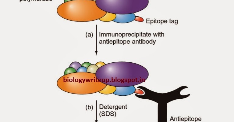 BIOLOGY WRITE-UP - BIOLOGY ARTICLES: EPITOPE TAGGING METHOD FOR RNA ...