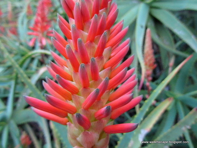 Walking the Cape: Kirstenbosch: 'Allo Aloe