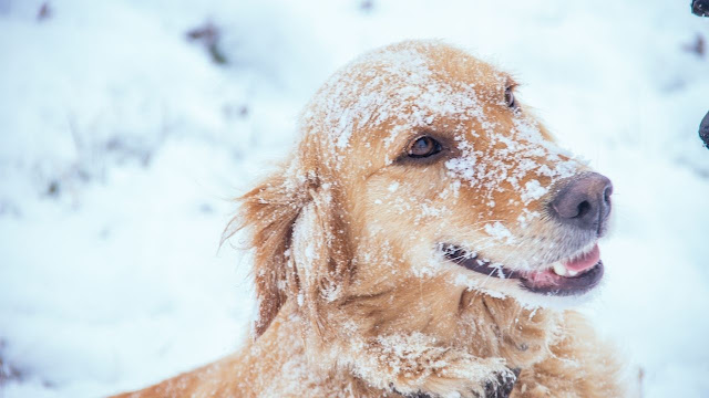 Do Golden Retrievers Get Cold at Night?
