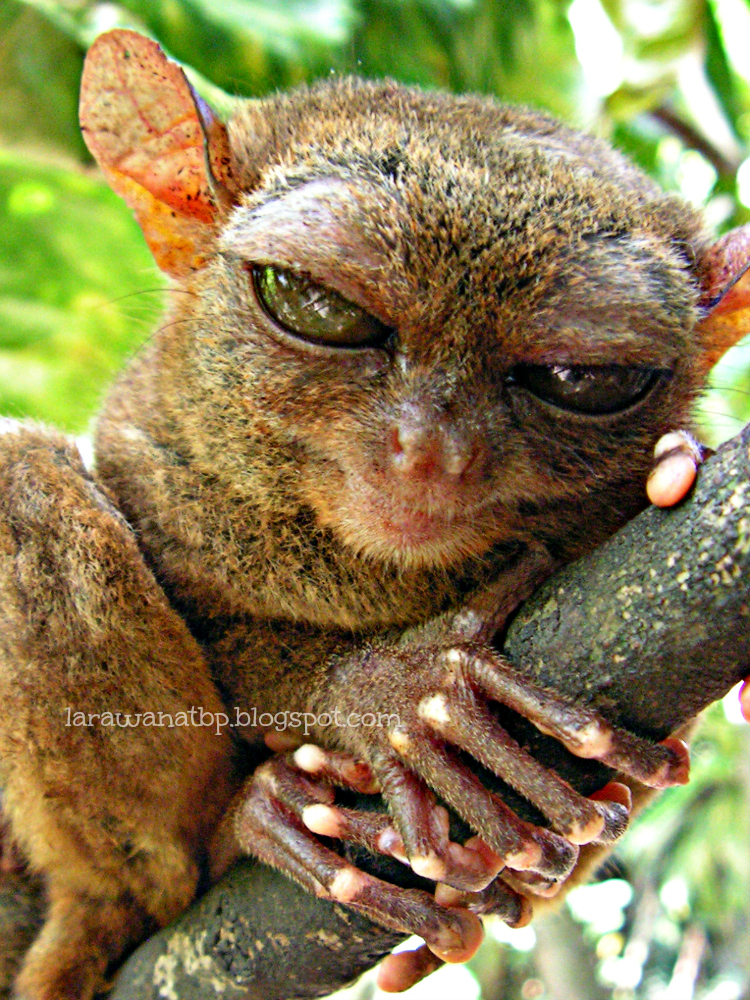 LARAWAN ATBP: THE PHILIPPINE TARSIER