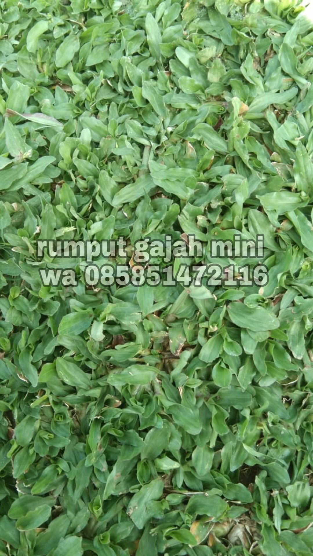 Jual Rumput Gajah Mini Di Malang Harga Oktober Tahun 2023 Cuma 18 000