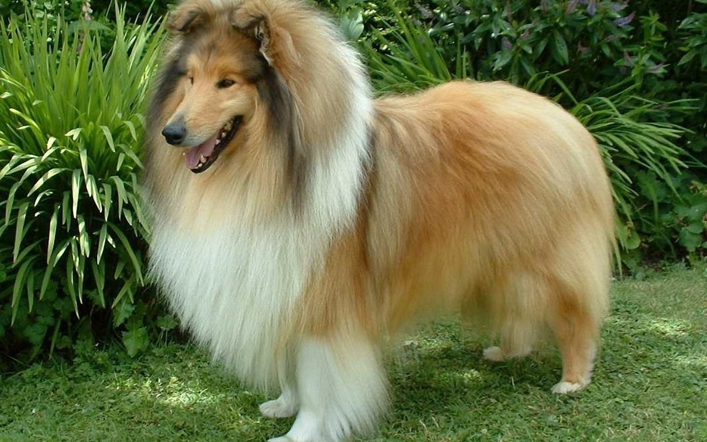 Rough Collie Wallpapers | Fun Animals Wiki, Videos, Pictures, Stories