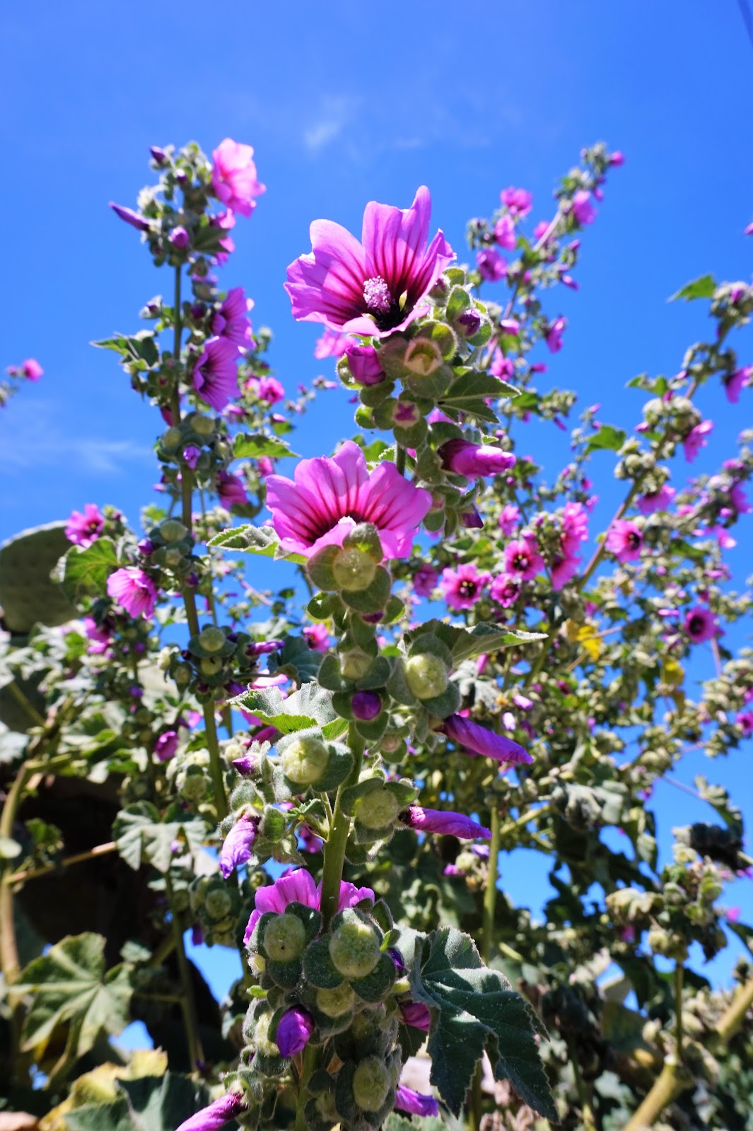 NINE THINGS TO EXPECT FROM MALTA | being erica