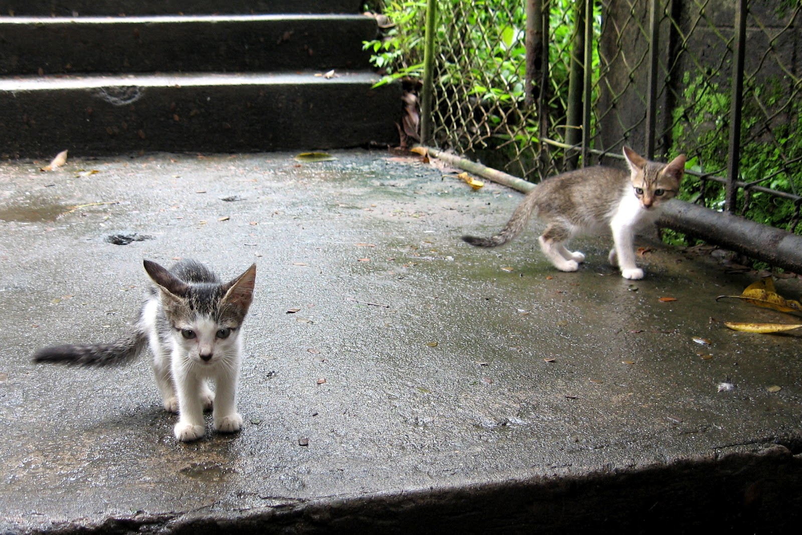 F&G: Mid-week cat break