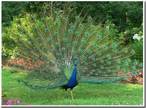 Kỹ thuật nuôi Chim Công | Kỹ thuật nuôi trồng.com