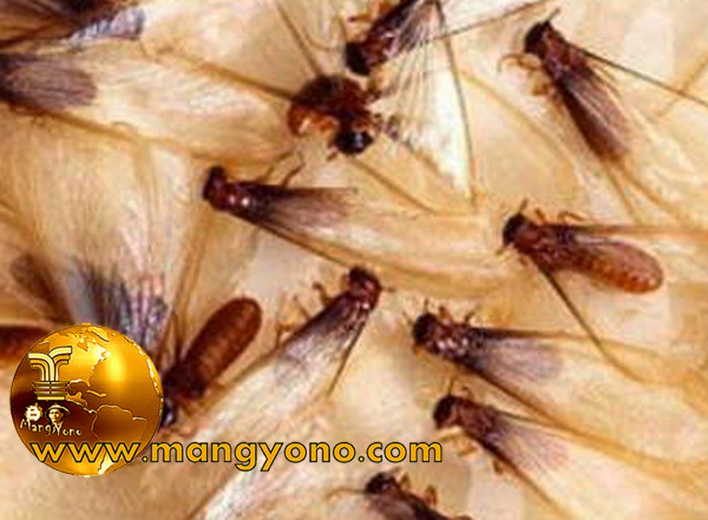 Laron / Siraru, Rayap Yang Bersayap.