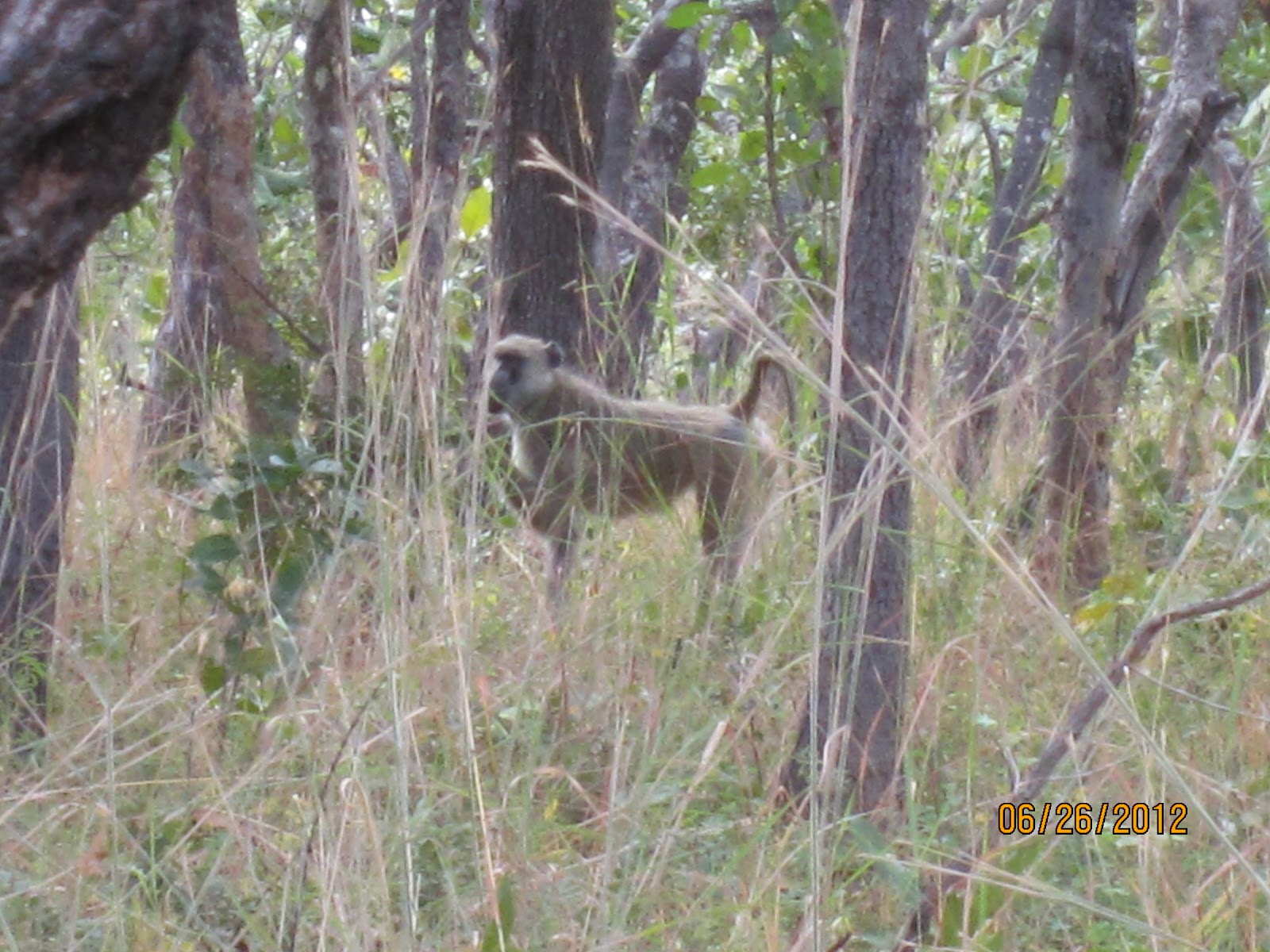 Beth's Mozambique Adventures: Cuamba & Muapula