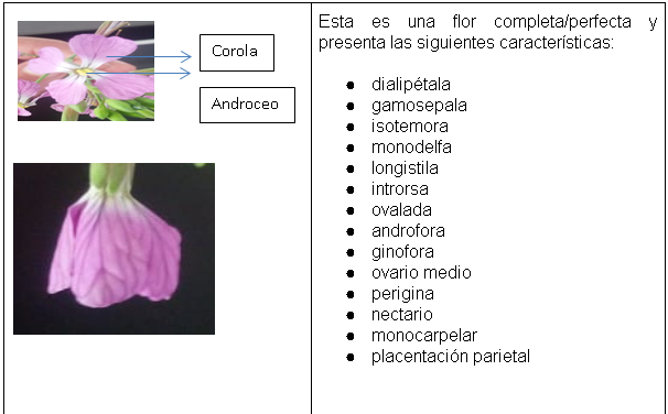 biologia vegetal