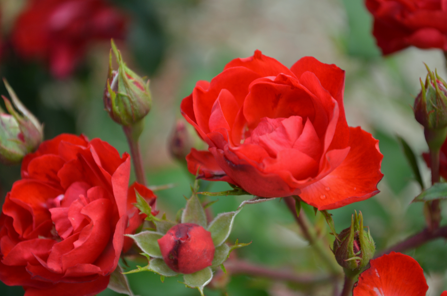 The Closet Historian: Red Roses and Golden Acorns