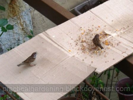 Practical Gardening: Homemade Bird Trap - Pre-Baiting Sparrows