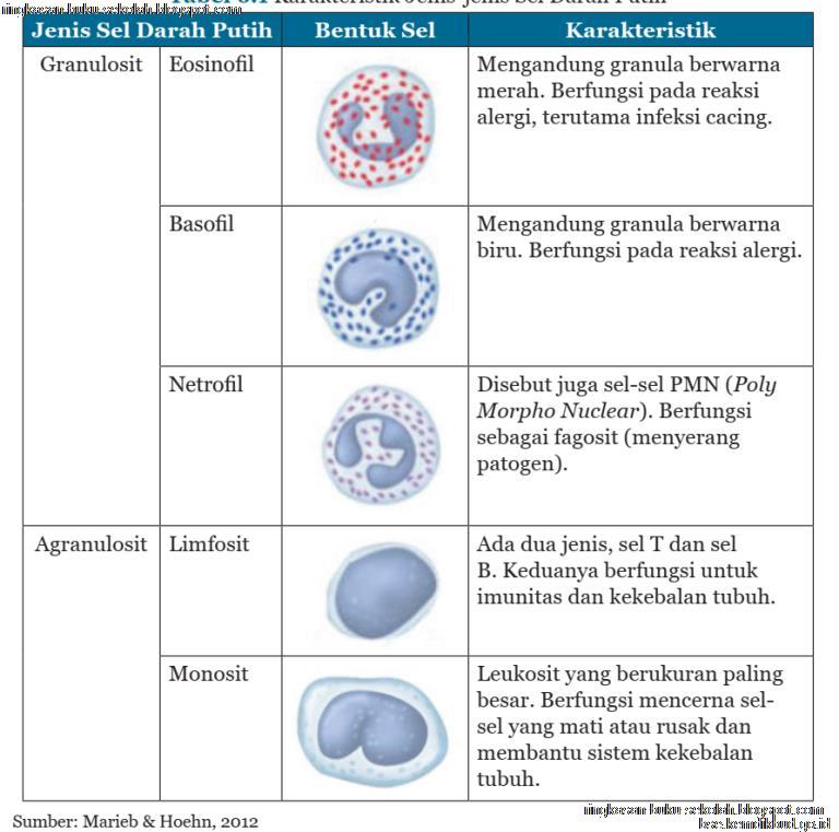 Bab 6 Sistem Peredaran Darah Manusia - IPA Kelas 8 SMP / MTS