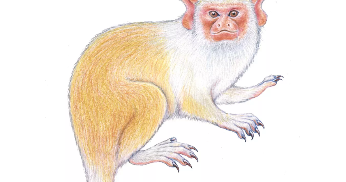 Species New to Science: [Mammalogy • 2019] Mico munduruku • The ...