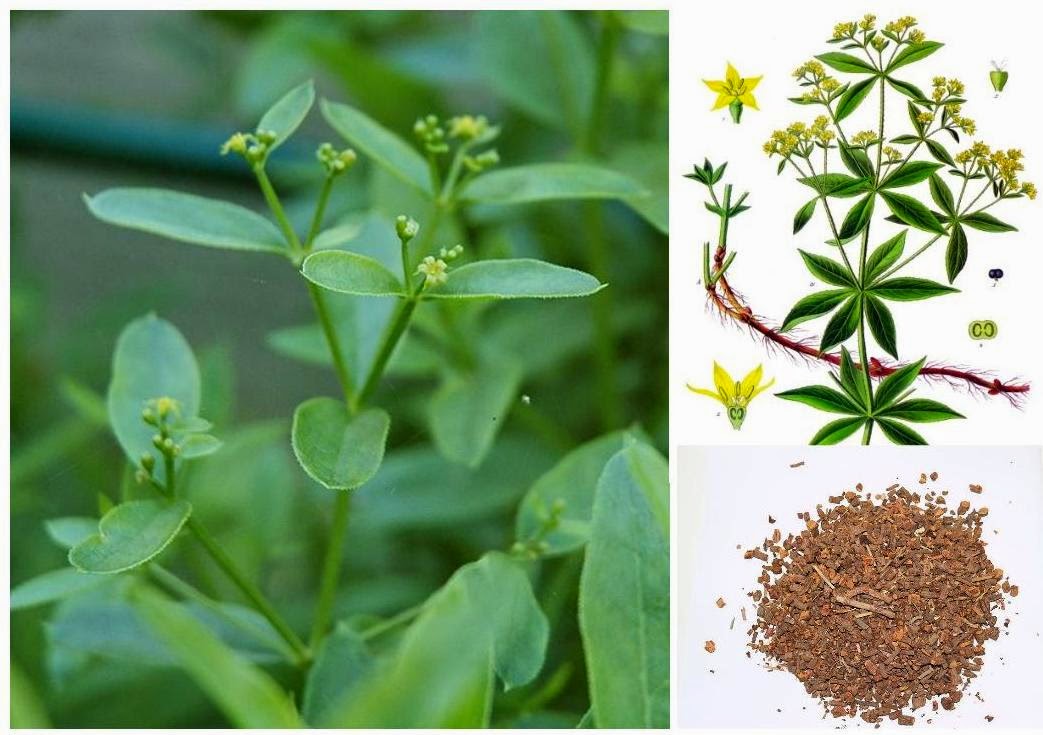 Les feuillets de Fardoise: La garance