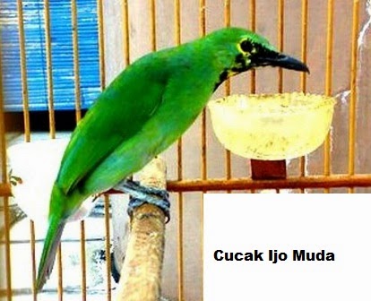 Harga Bakalan Cucak Ijo Terbaru 2016 | Kicau Burung Mania