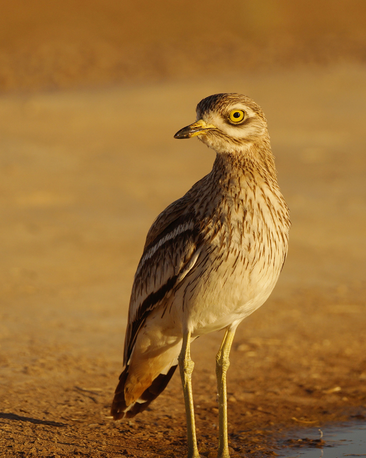 Pasión por las aves: Alcaraván común.(Burhinus oedicnemus)