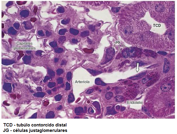 Rins | Atlas de Histologia - MED UESB