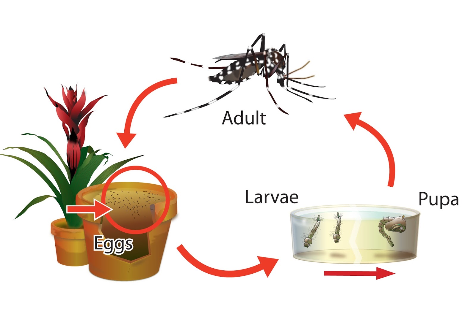DENGUE PATROL SK P TM LIFECYCLE OF AN AEDES MOSQUITO dengue-patrol-sk-p-tm-lifecycle-of-an-aedes-mosquito