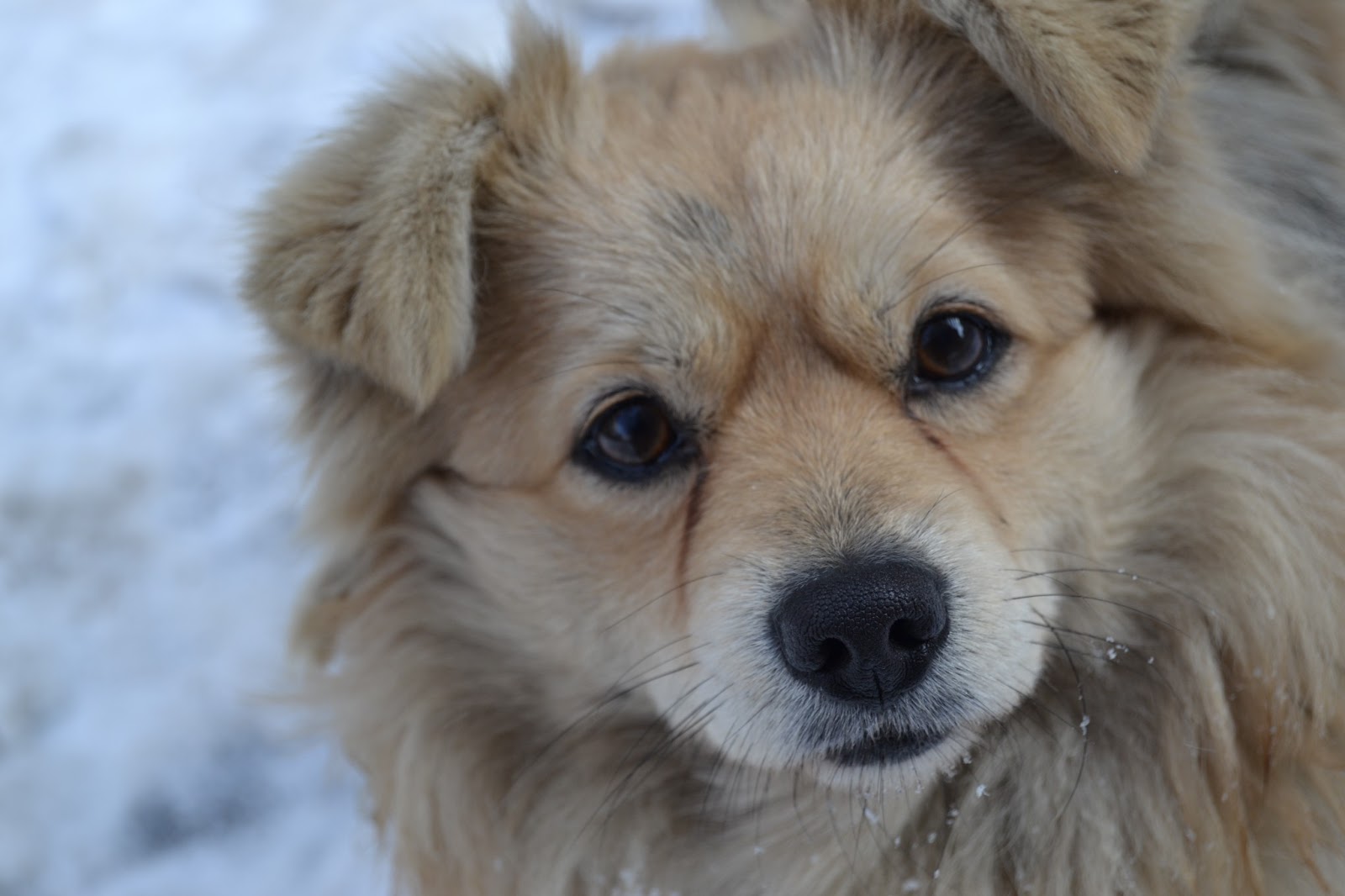 adoptieanimale.ro: catel pt.adoptie