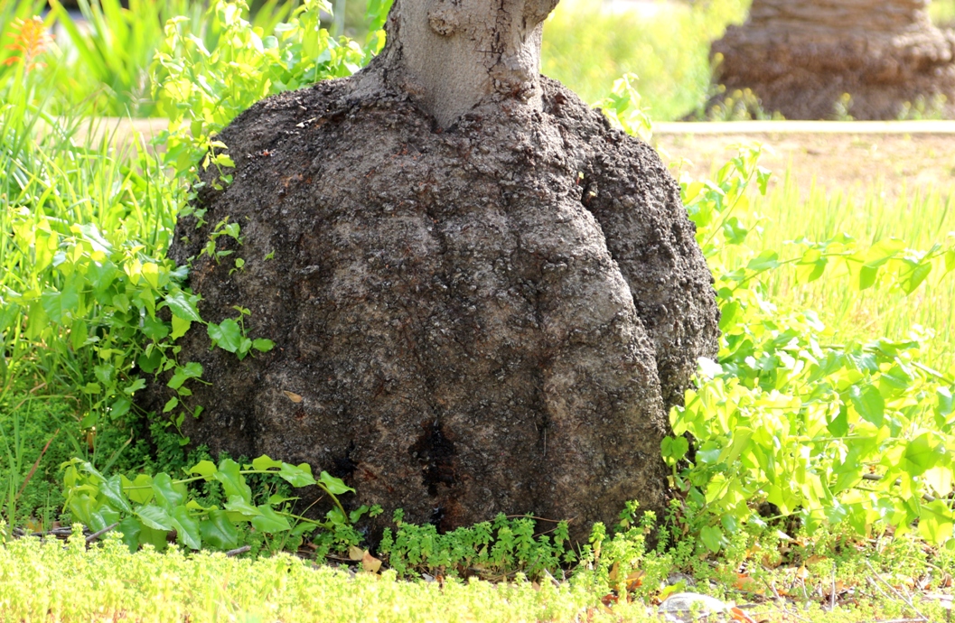 A photo, A thought............: Plant: Tree burls.........