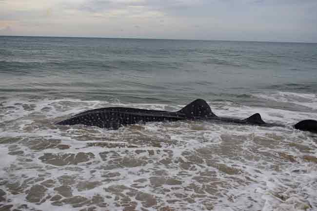 உடப்பில் கரையொதுங்கிய 2000 கிலோவுடைய புள்ளிச் சுறா - Jaffna Muslim