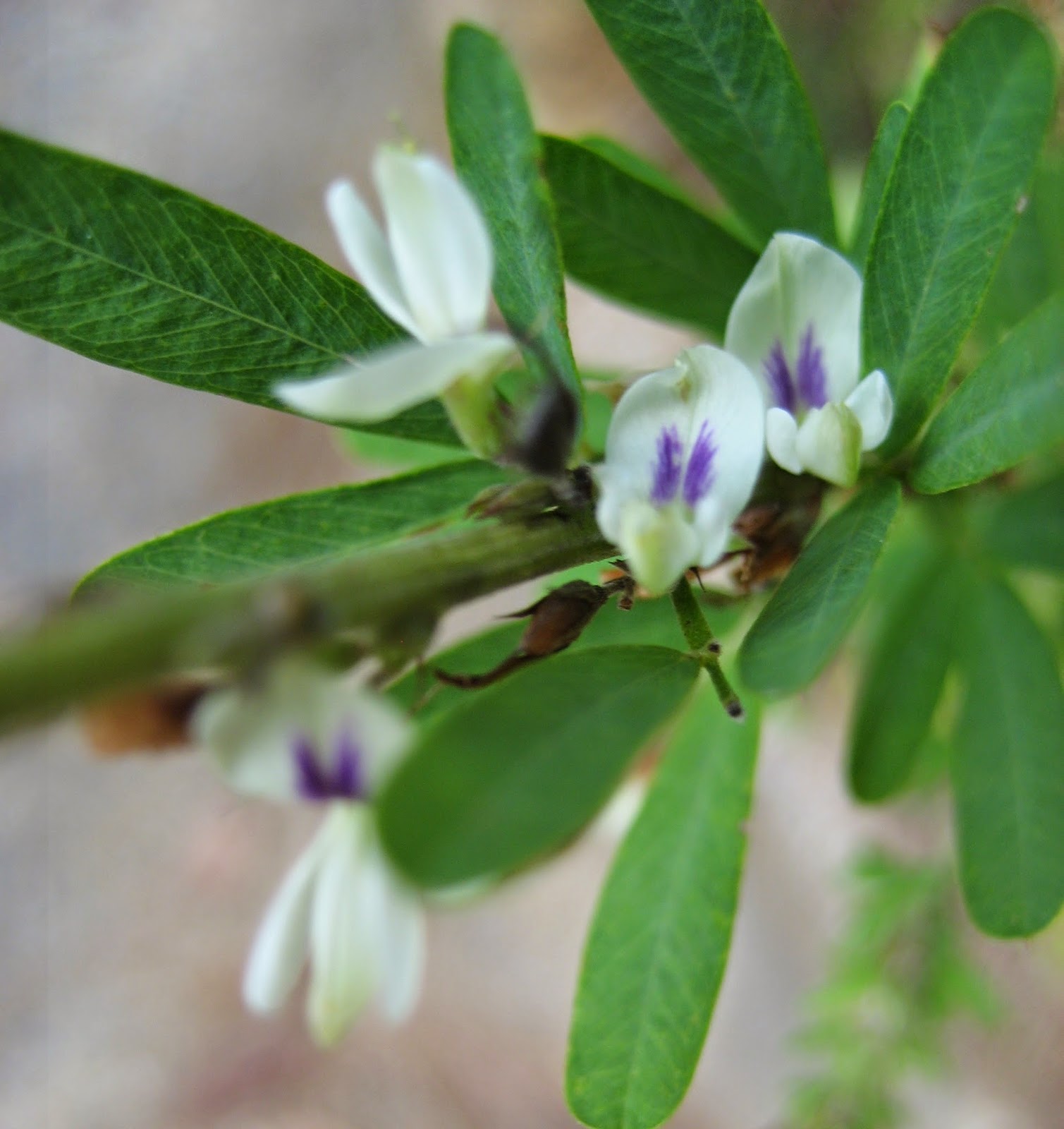 Discovering His Creation: Sericea Lespedeza, Chinese Lespedeza ...