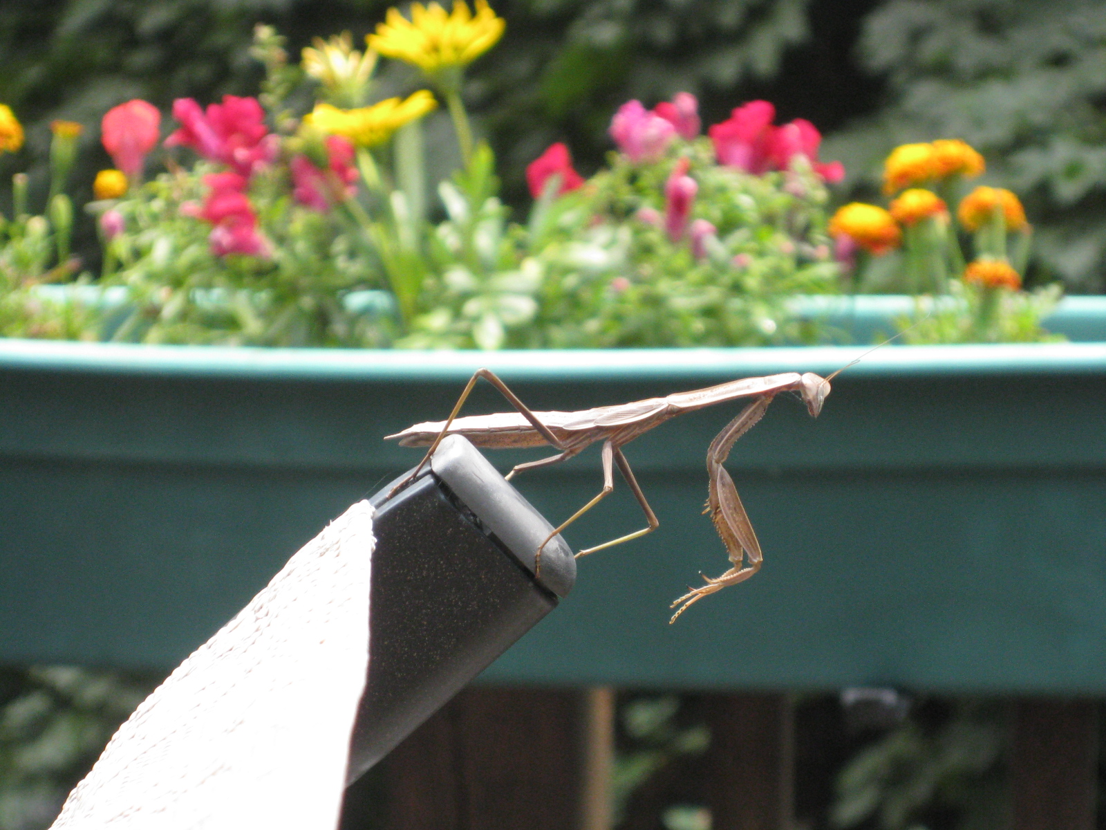 From My Hearth to Yours: BUG OUT! Praying Mantis