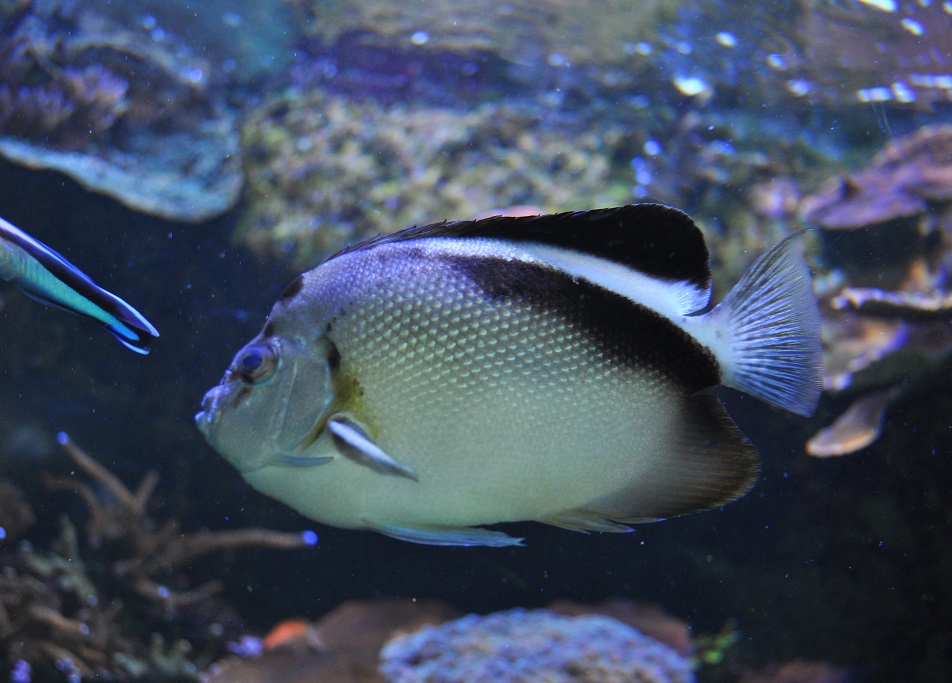 ZOOTOGRAFIANDO (6.100 ANIMALS): PEZ ÁNGEL DE GRIFFIS (Apolemichthys ...