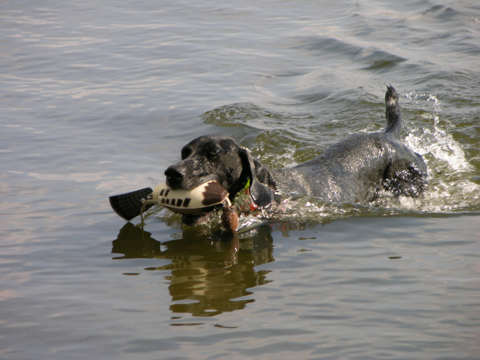 outdoorscribe: Plenty of water in breeding grounds means plenty of ...