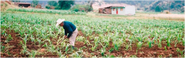 grupos indígenas de mexíco : MATLATZINCA