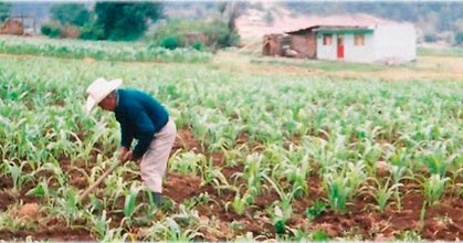 grupos indígenas de mexíco : MATLATZINCA