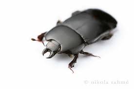 INSECTOS DE P.R. In Memoriam Dr Luis F Martorell y Dr Alain Liogier ,DR ...