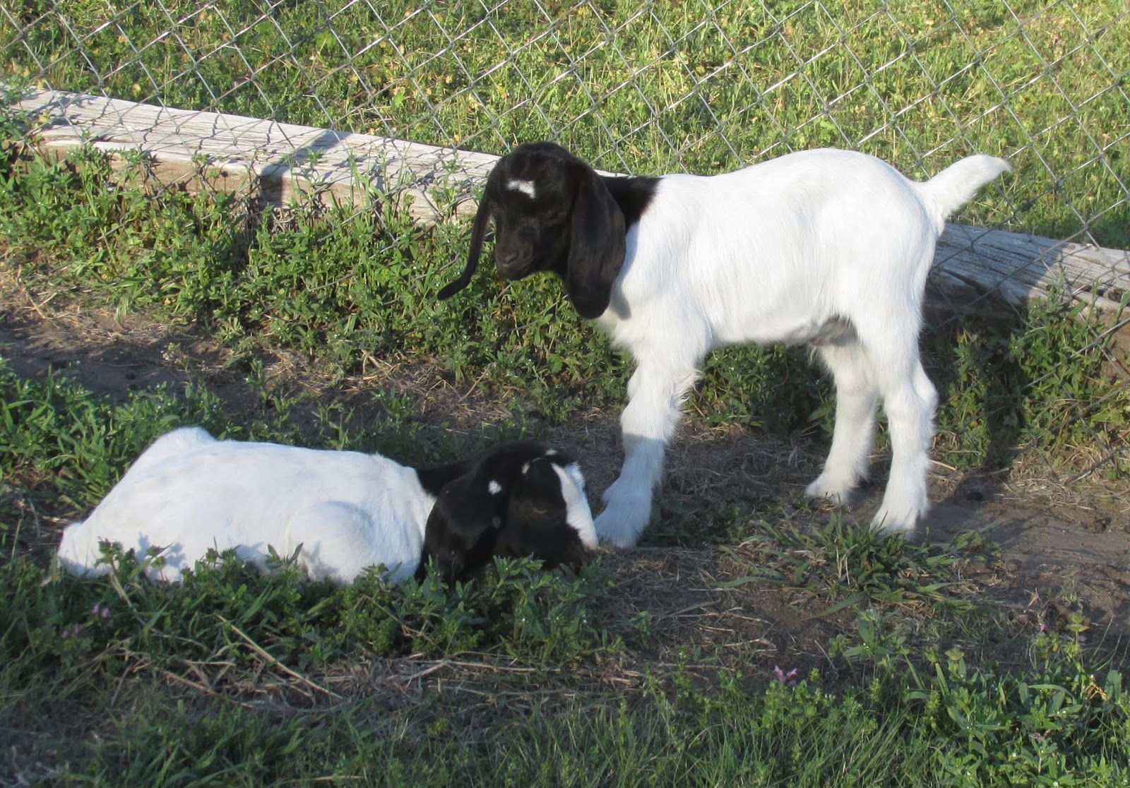 See the Beauty in the Ordinary: Sweet Baby Goats