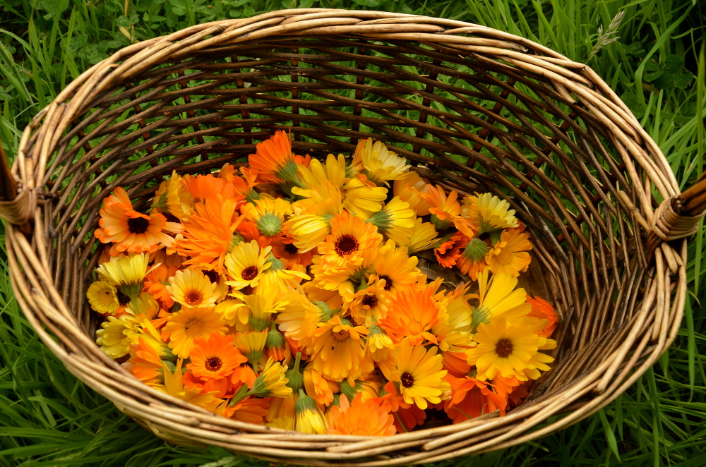 Wild Woman of the Woods: Harvesting flowers at the Herb Sanctuary