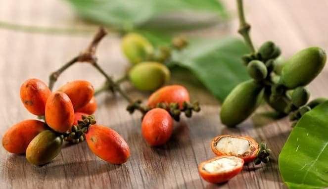 Puteh Dandelion: POKOK BELINJAU @ MELINJAU - GNETUM GNEMON