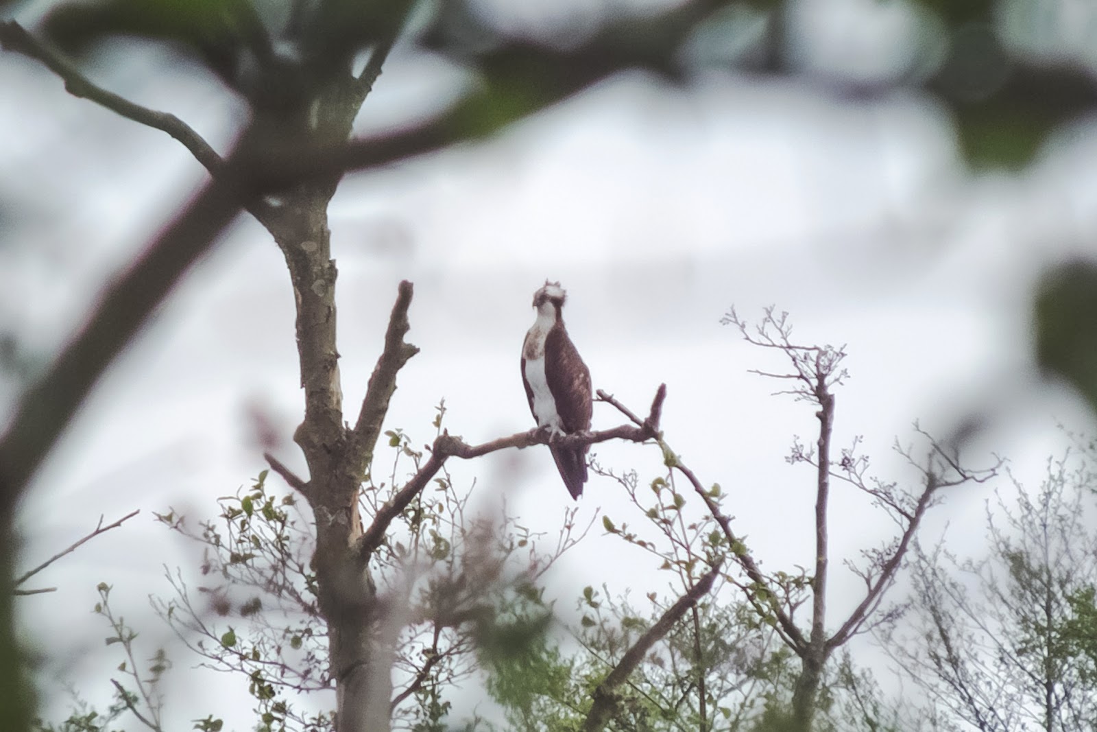 Happisburgh Parish Bird List
