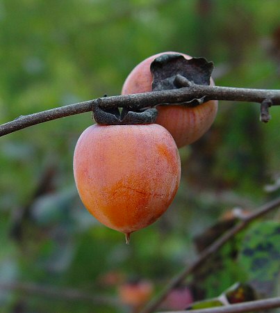 Fruit Warehouse: American Persimmon ( Diospyros virginiana )