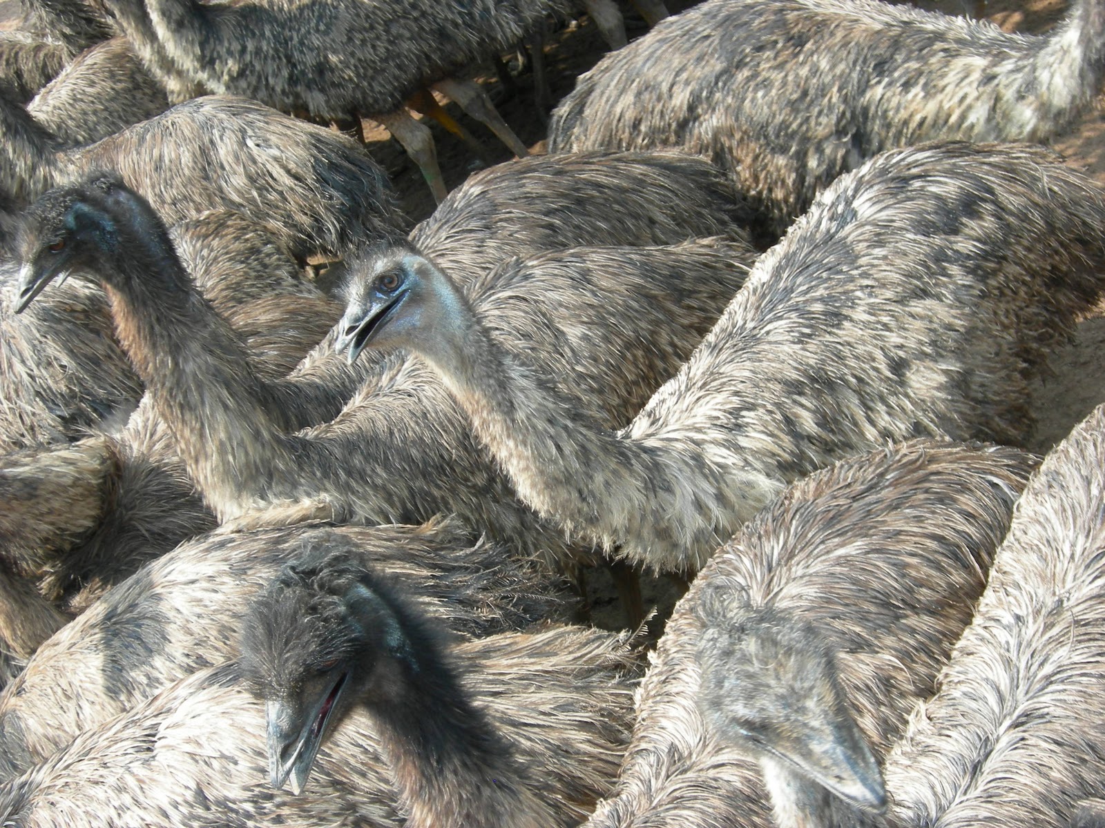 Emu Farming