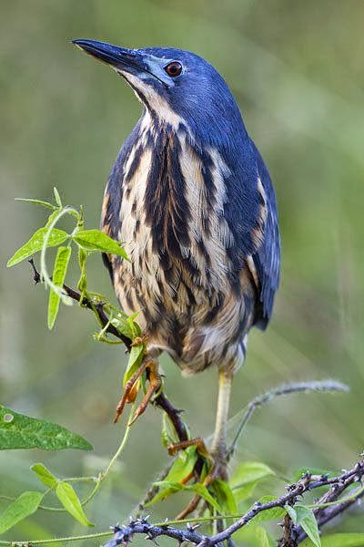 Dwarf Bittern, Africa | Fantastic Materials