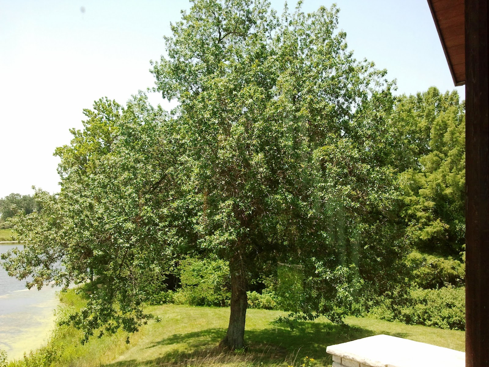 Powell Gardens' Blog: The Value of Trees