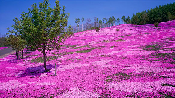 Pink Park in Japan - Tours Way