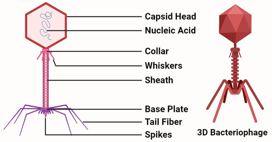 Structure And Life Cycle Of Bacteriophage Your Learning Point