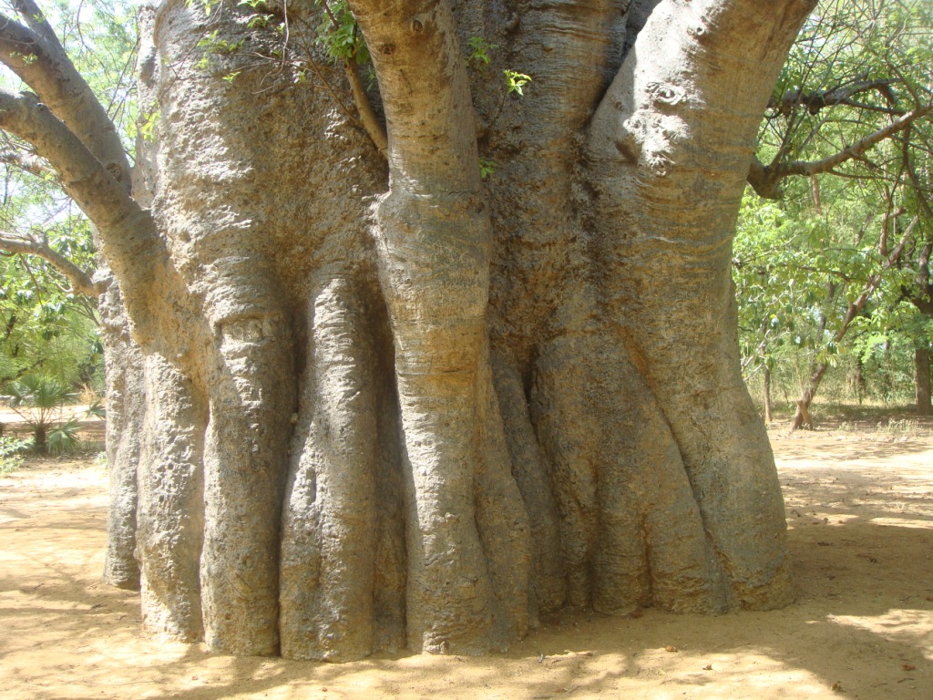 நீலகிரி உயிர்க்ேகாளம் : பப்பரப்புளி