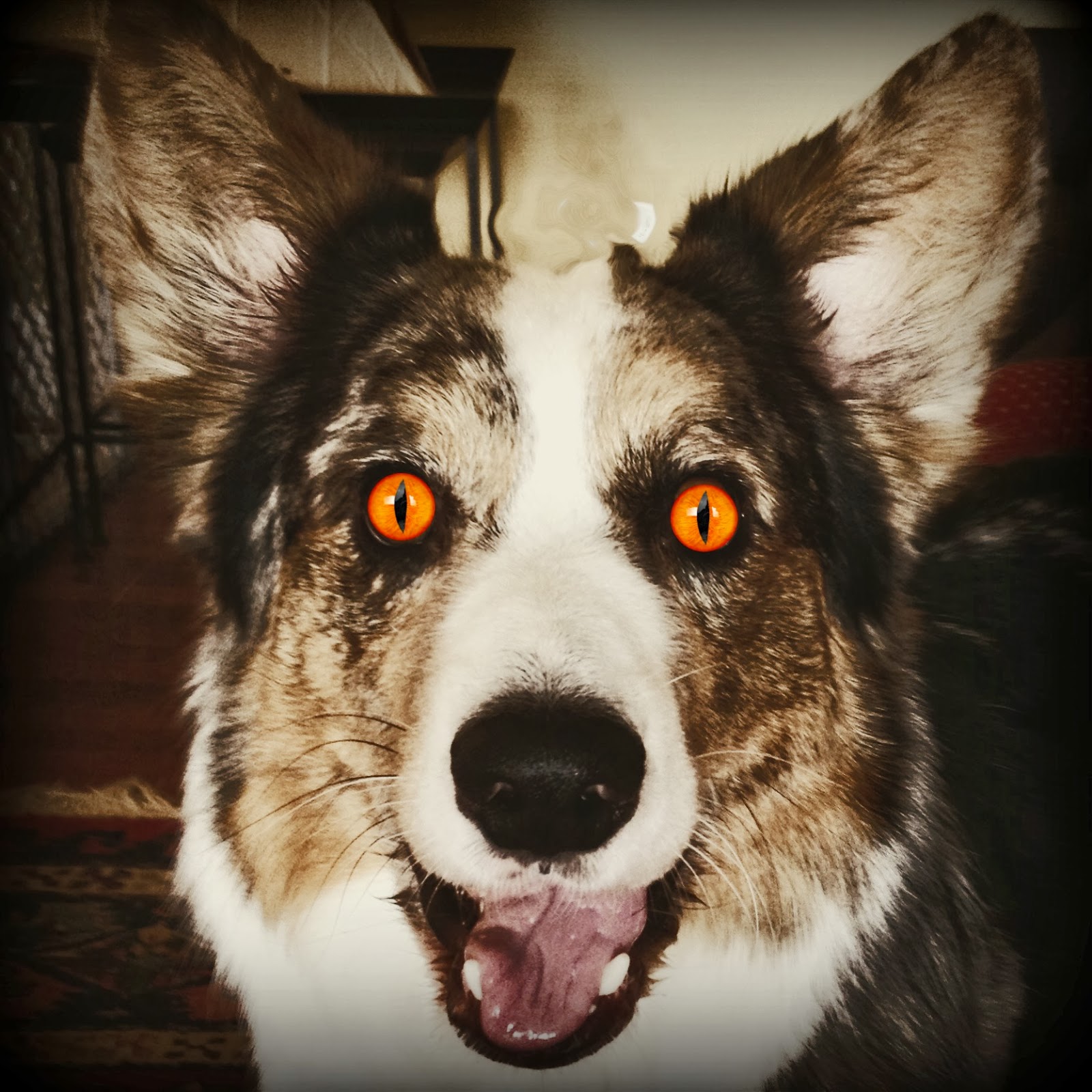 The Chronicles of Cardigan: A Tale of Two Woofs