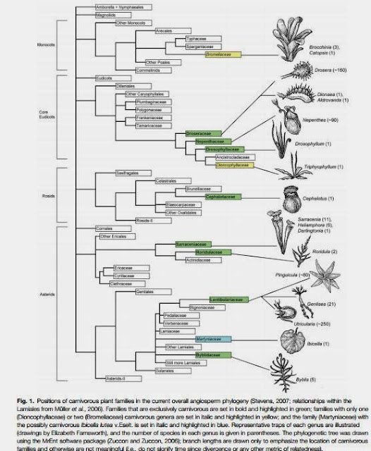 Natch Greyes' Carnivorous Plants - Carnivorous Plants Phylogenetic Tree
