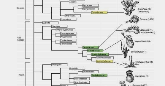 Natch Greyes' Carnivorous Plants: Carnivorous Plants Phylogenetic Tree