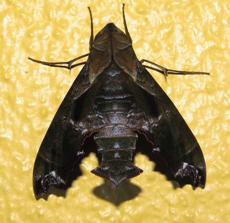 Birdernaturalist: Some Sphinx Moths of Costa Rica