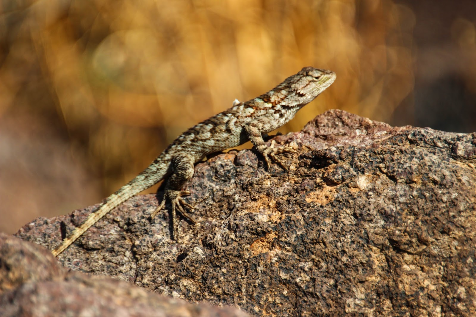Cannundrums: Clark Spiny Lizard
