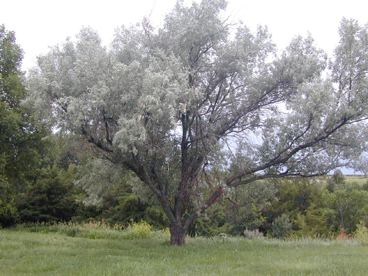 ARTE Y JARDINERÍA : Arbol del Paraíso. Eleagnus angustifolia