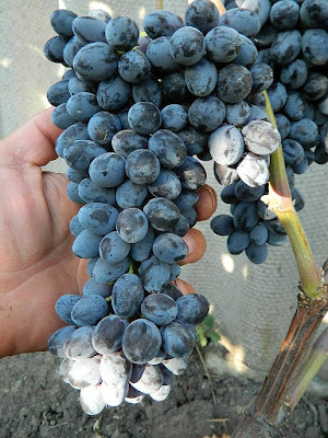 Anggur jenis Faith seedless | Pohon Anggur Genjah